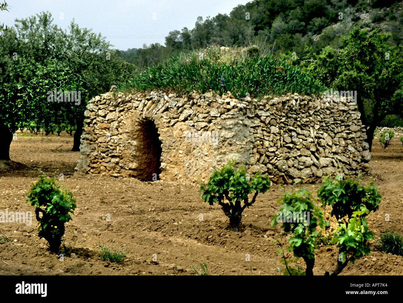 Penedes Spain Spanish wine vineyard winery vintage Stock Photo - Alamy