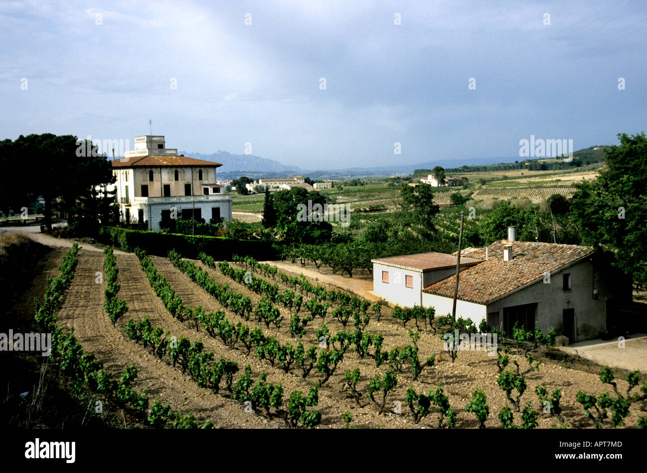 Penedes Spain Spanish wine vineyard winery vintage Stock Photo - Alamy