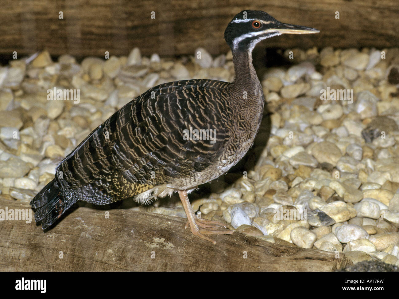 Great Sunbittern Eurypyga helias Stock Photo - Alamy