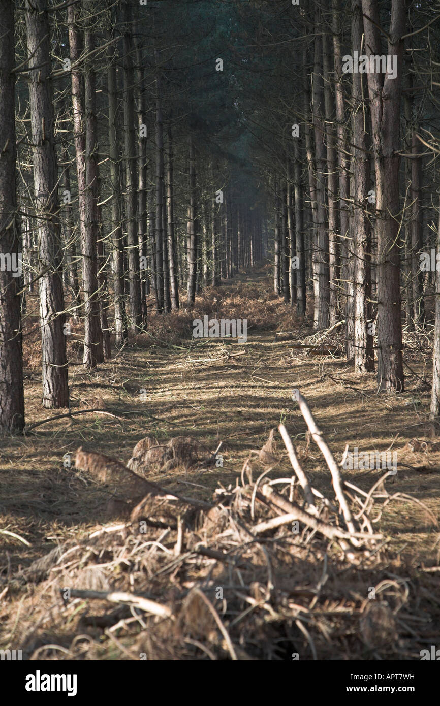 Coniferous trees Rendlesham Forest, Suffolk, England in winter Stock ...