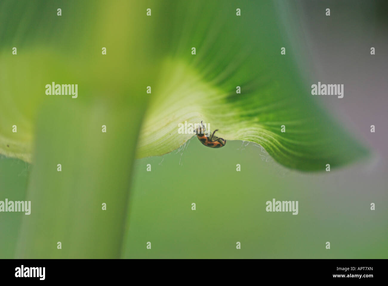 Corn leaf aphid hi-res stock photography and images - Alamy