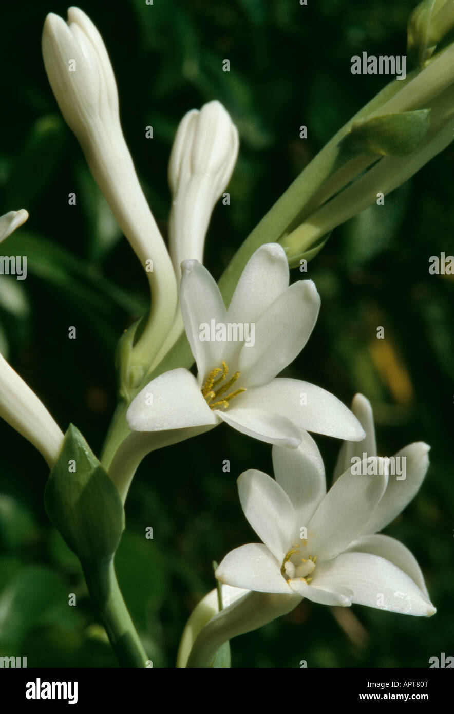 Polianthes Tuberosa Png