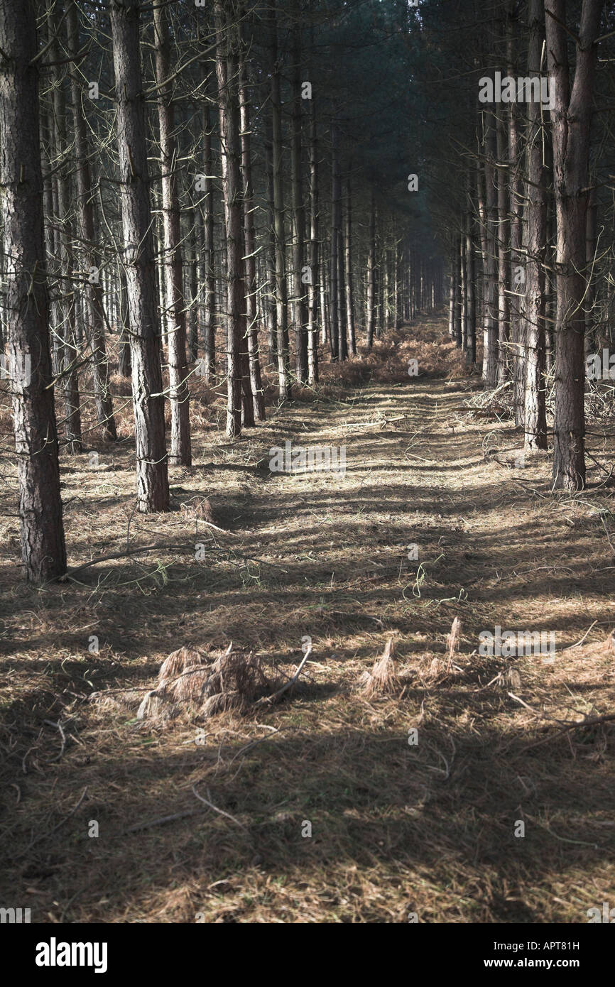 Coniferous trees Rendlesham Forest, Suffolk, England in winter Stock ...