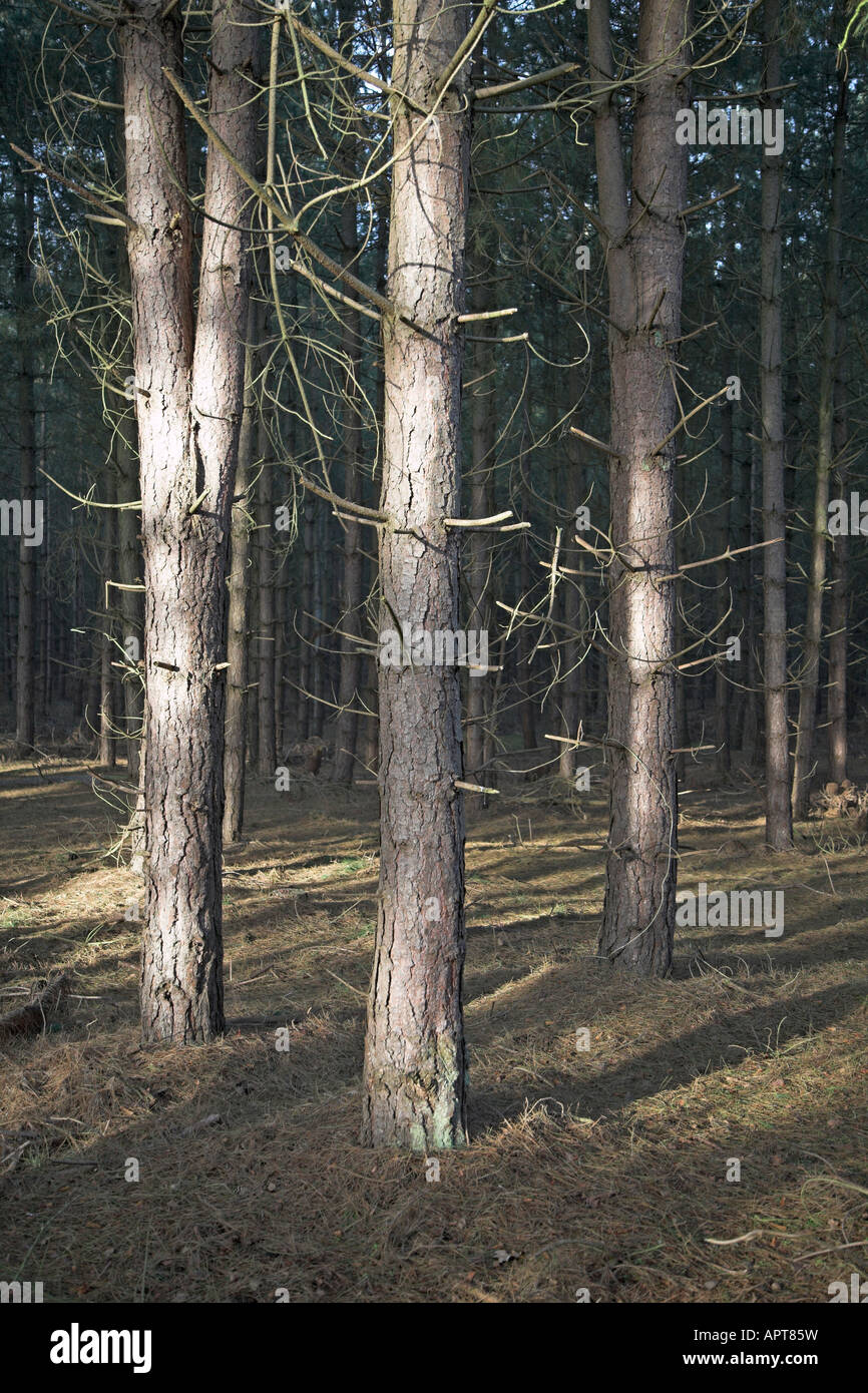 Coniferous trees Rendlesham Forest, Suffolk, England in winter Stock ...