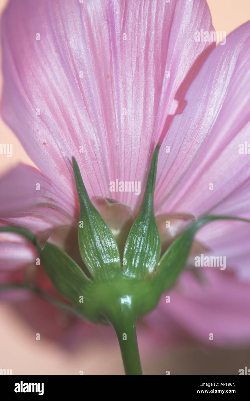 The underside of a pink cosmo flower including the stem and green ...