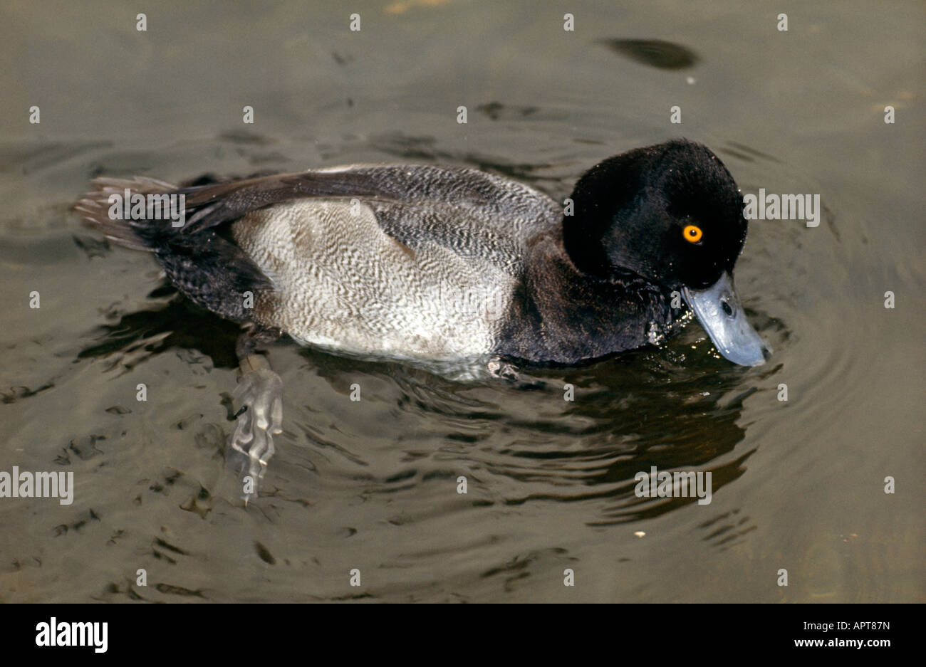 Lesser Scaup Duck Aythya affinis Stock Photo - Alamy