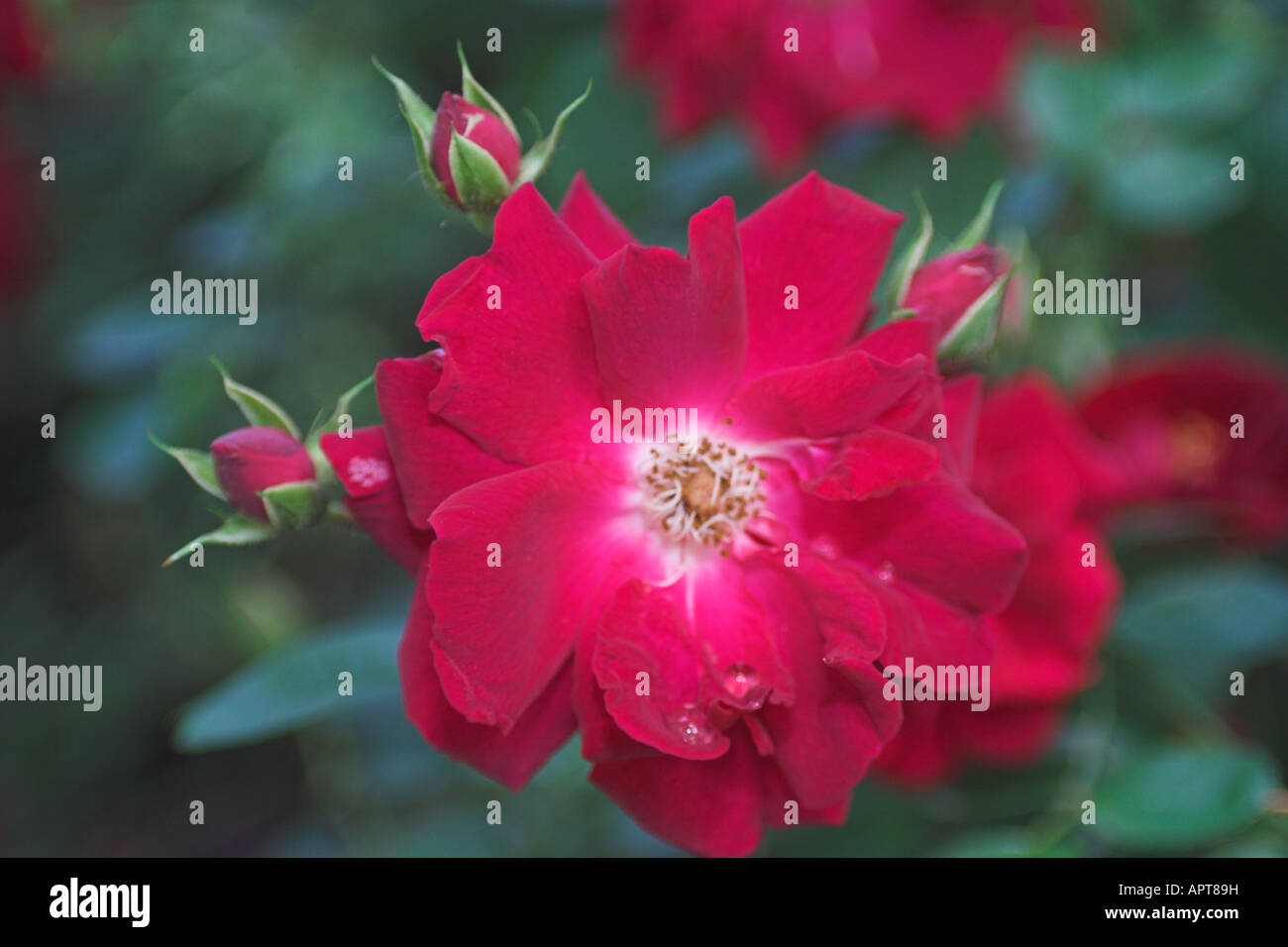 A single red rose with water droplets on it and several buds near it ...