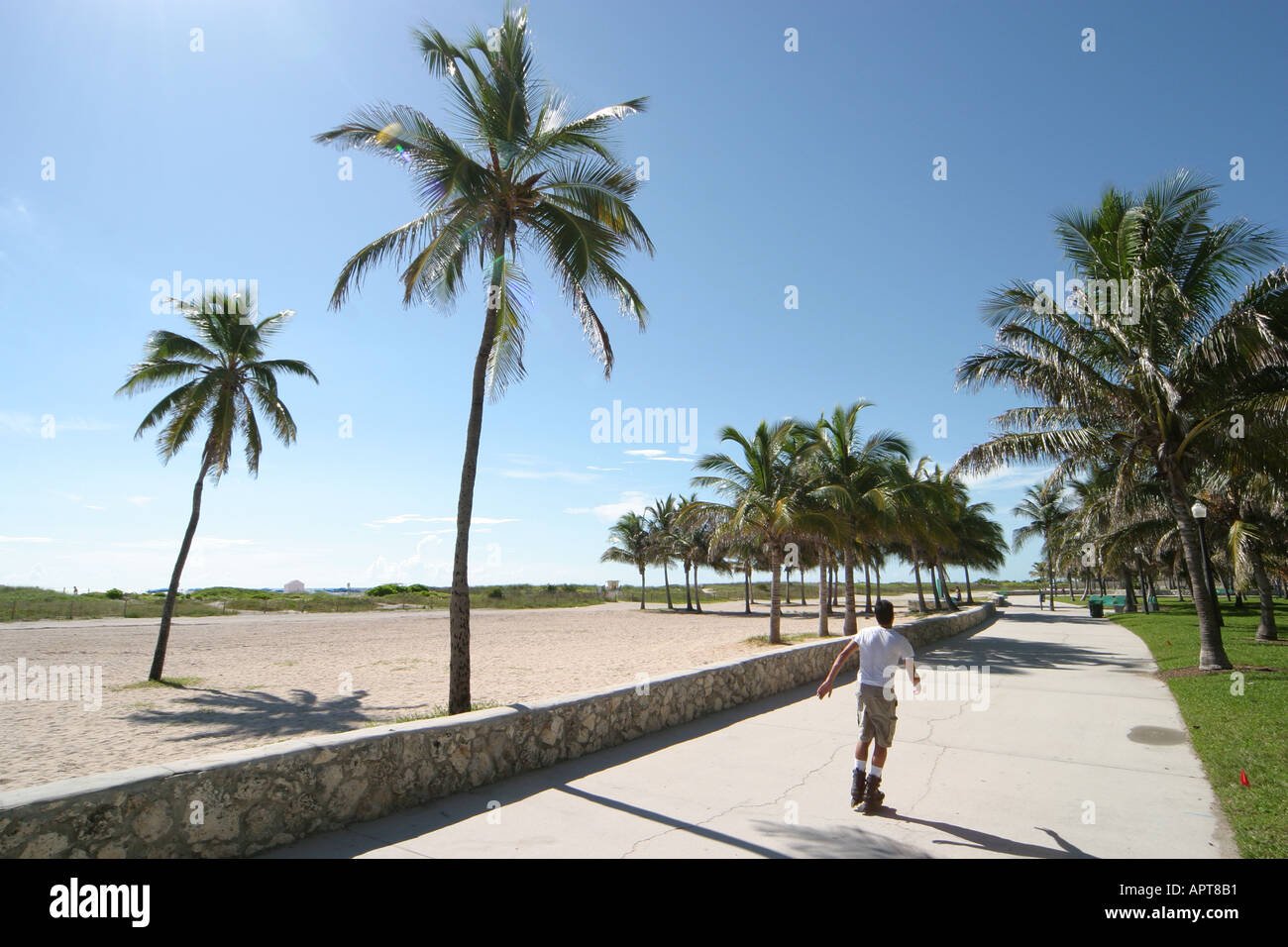 Miami Beach Florida,Ocean Drive,Lummus Park,palm trees,tree trees ...