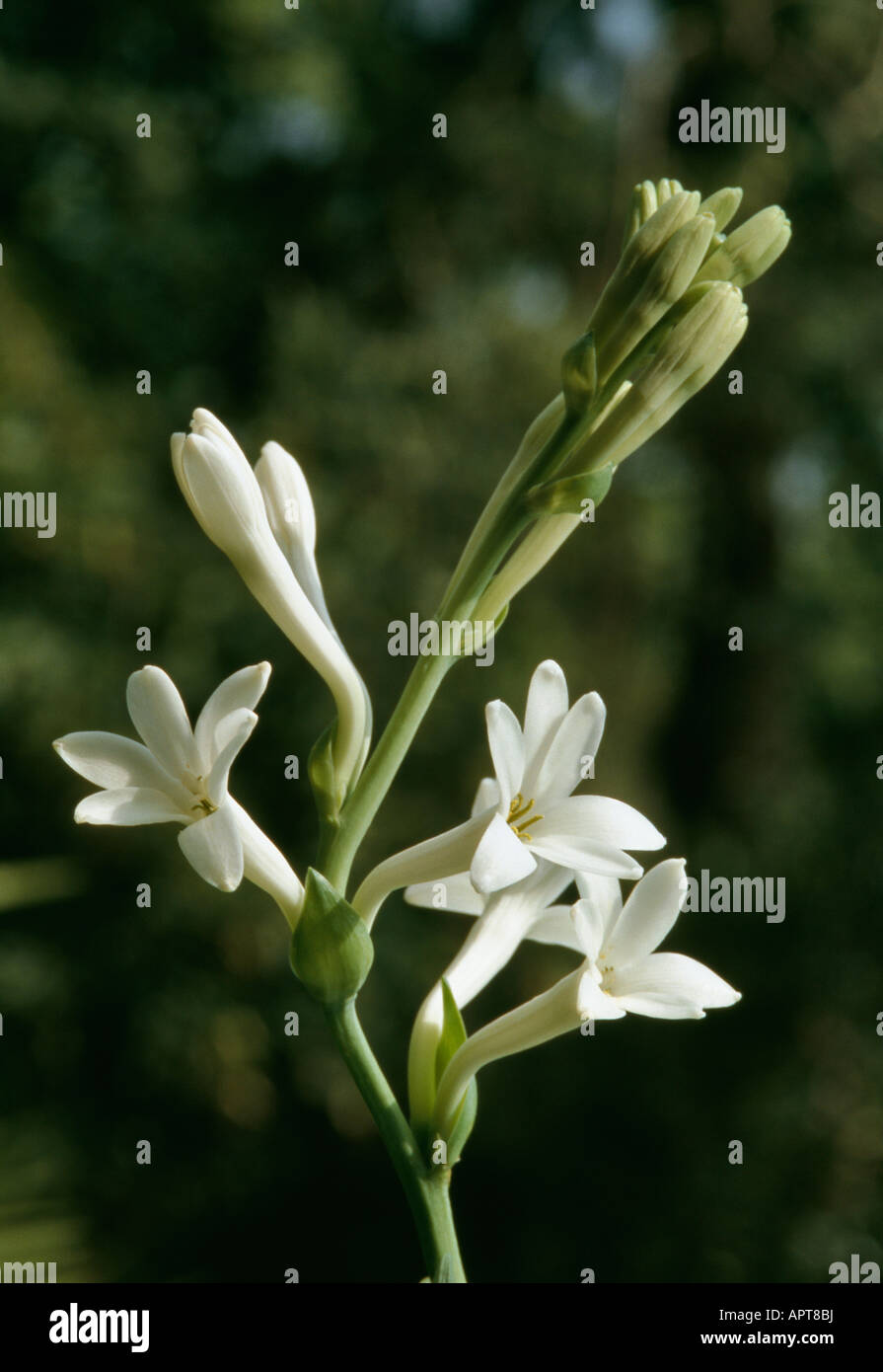 Polianthes Tuberosa Wallpaper