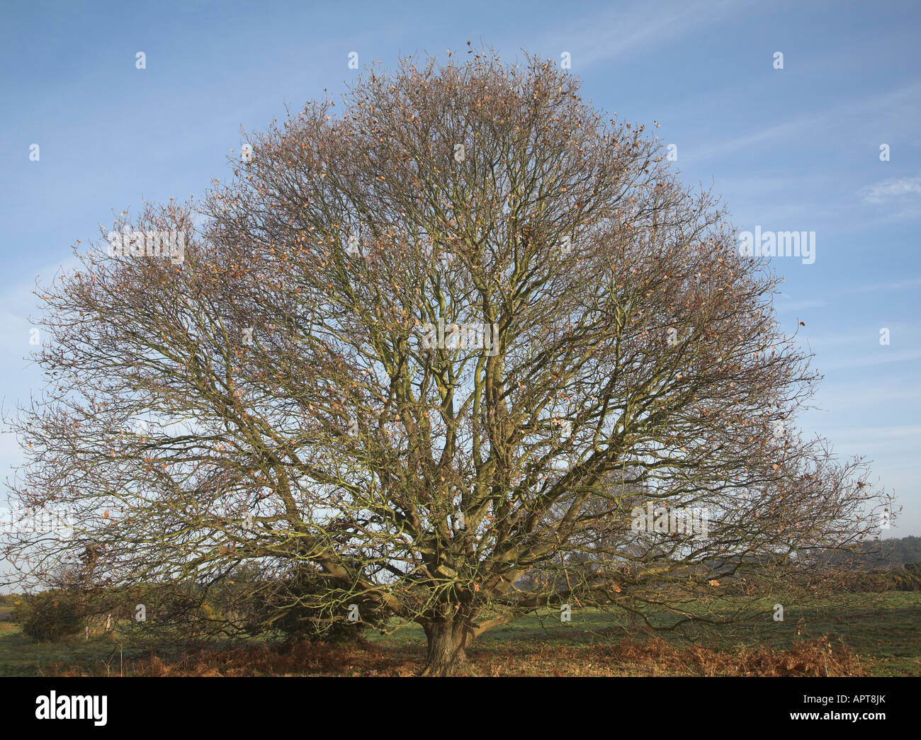 English oak tree in winter hi-res stock photography and images - Alamy
