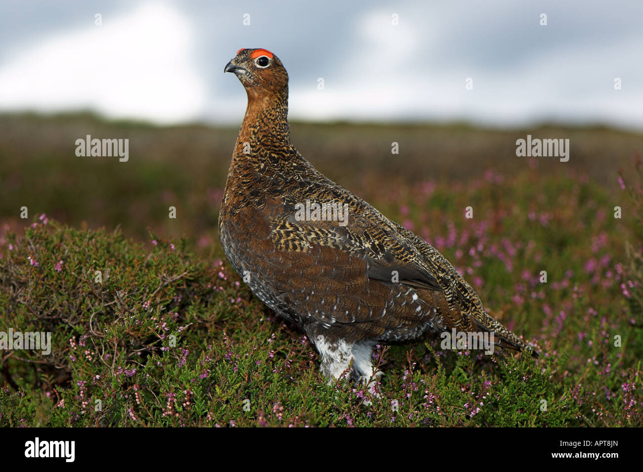 Brace of grouse hi-res stock photography and images - Alamy