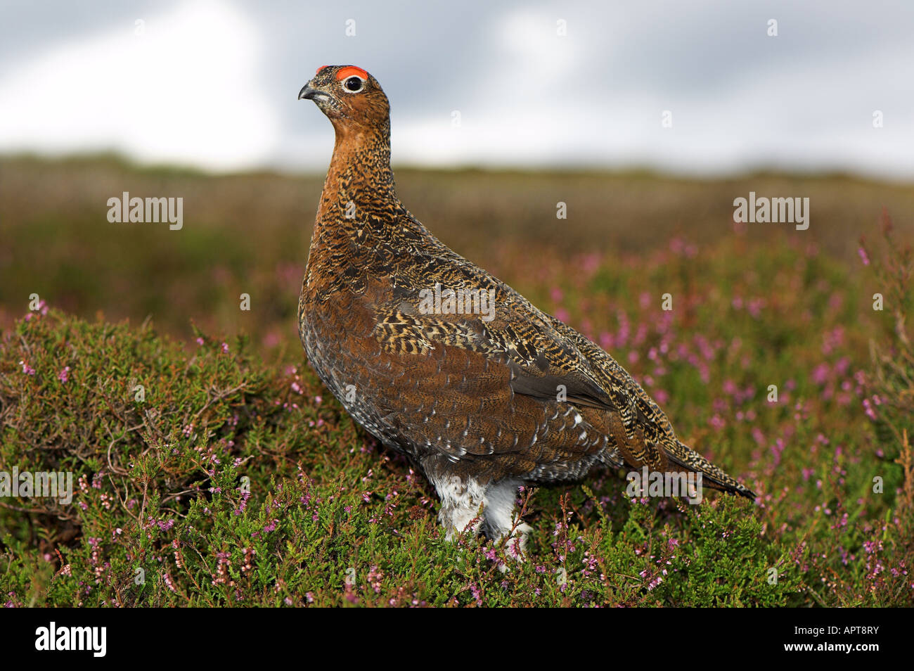Red Grouse on Heather in flower Lagorus lagopus Stock Photo - Alamy