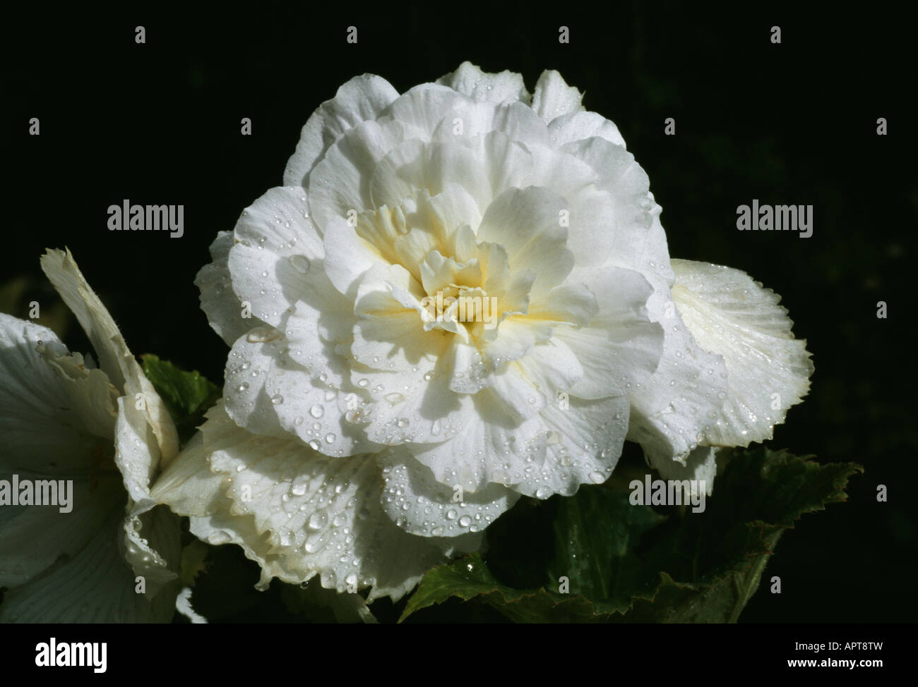 Begonia white creamy throat double dark background Stock Photo - Alamy