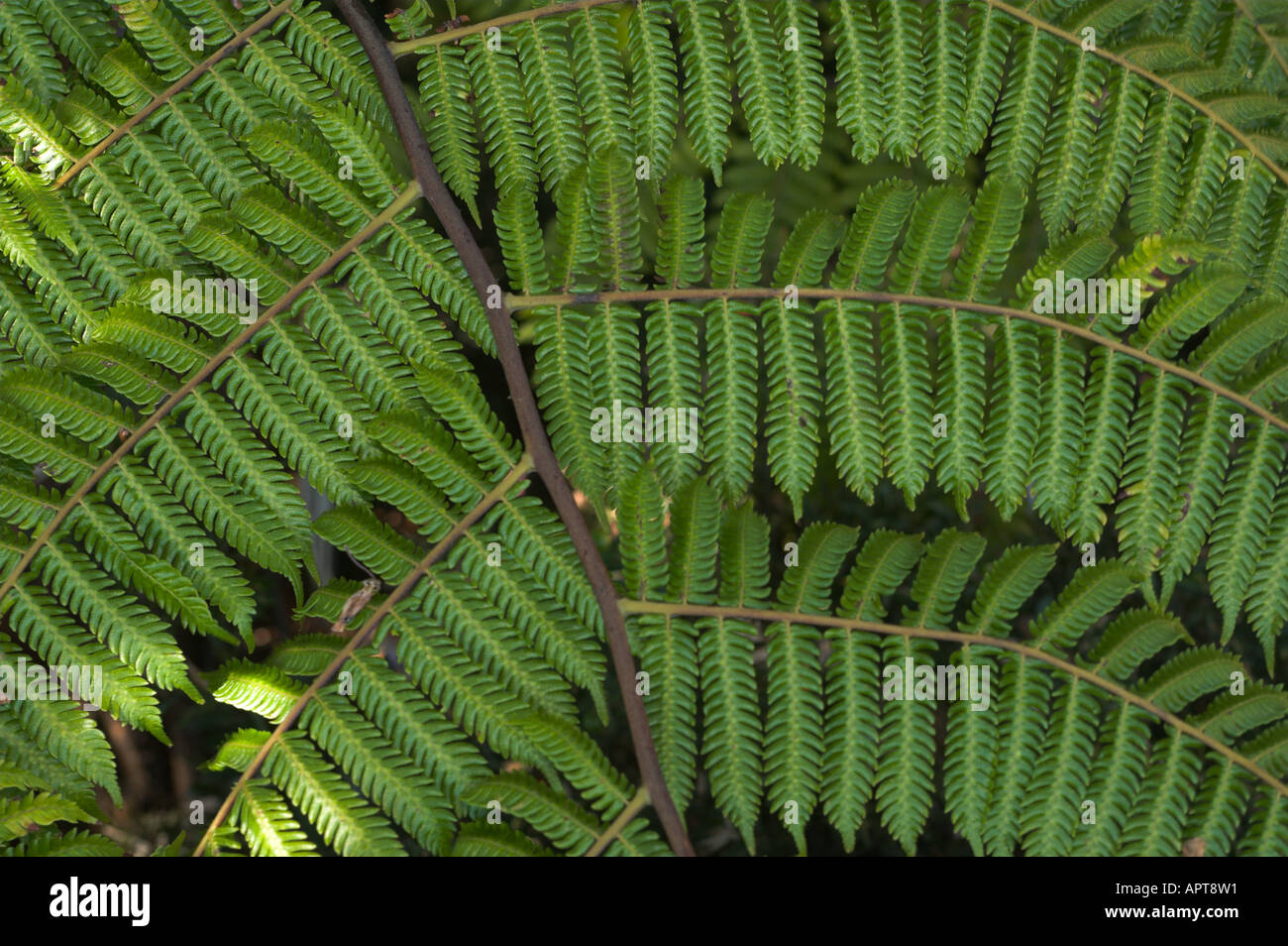 Tree Fern (Cyathea arborea) Arborescent fern, detail of leaf Stock ...