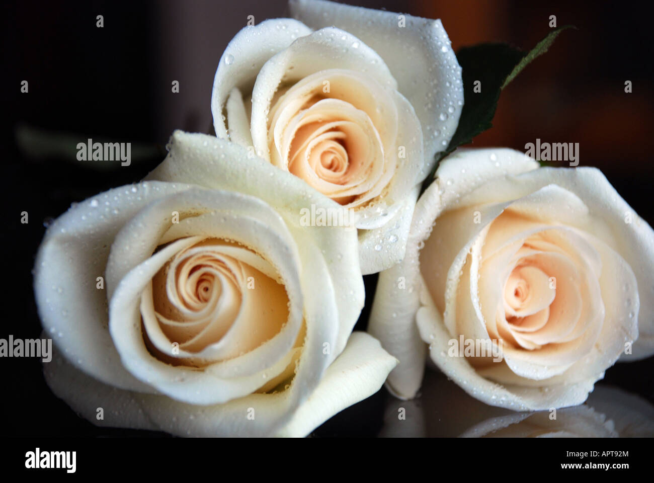 White creamy roses Stock Photo - Alamy