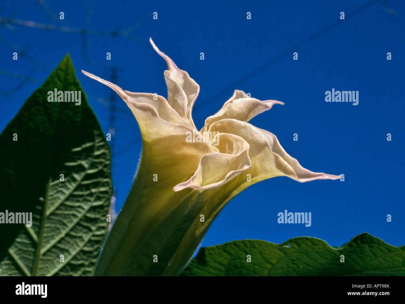 Datura hi-res stock photography and images - Alamy