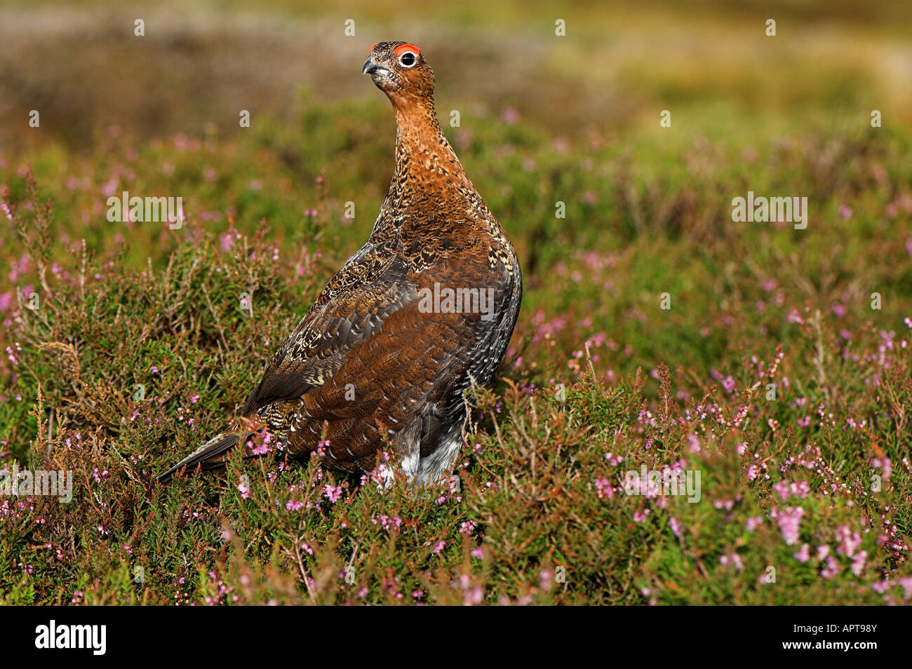 Red grouse hi-res stock photography and images - Alamy