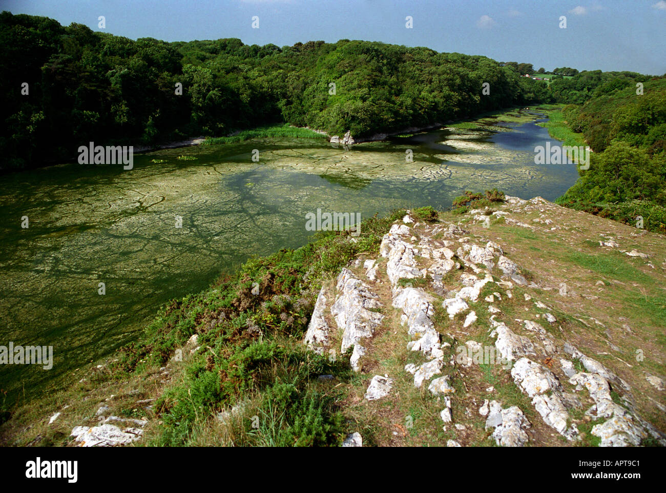 The lakes at Bosherton Lily Ponds in Pembrokeshire Stock Photo - Alamy