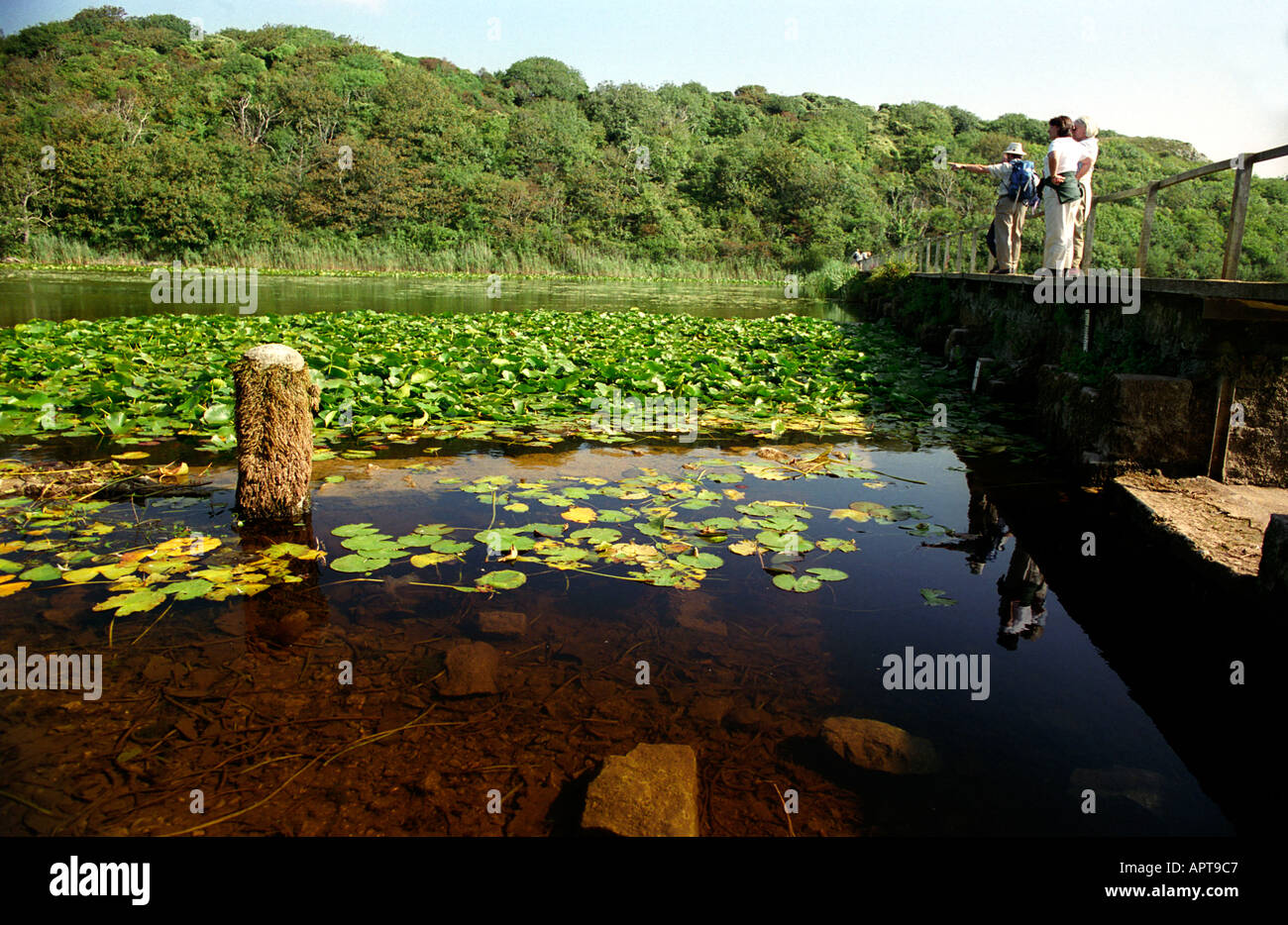 The lakes at Bosherton Lily Ponds in Pembrokeshire Stock Photo - Alamy