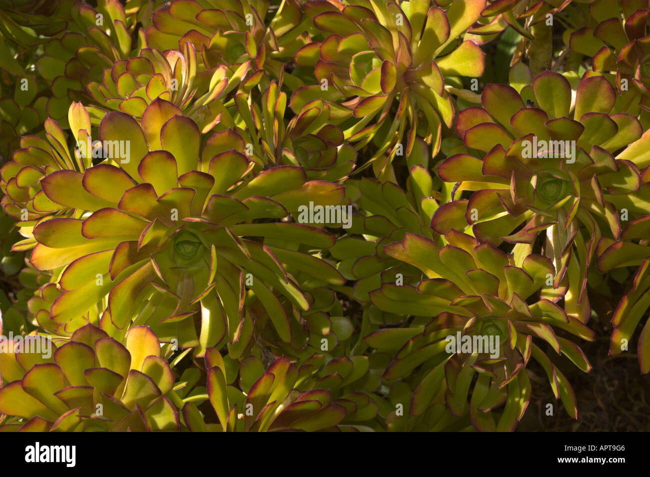 Tree Houseleek (Aeonium arboreum), Funchal, Madeira, Portugal Stock ...