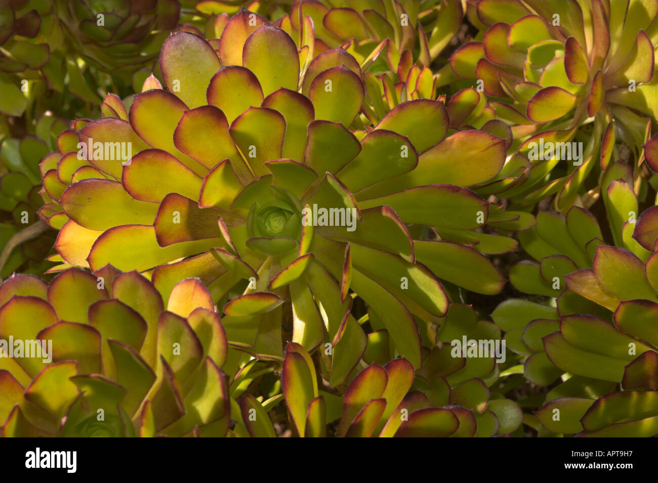Tree Houseleek (Aeonium arboreum), Funchal, Madeira, Portugal Stock ...