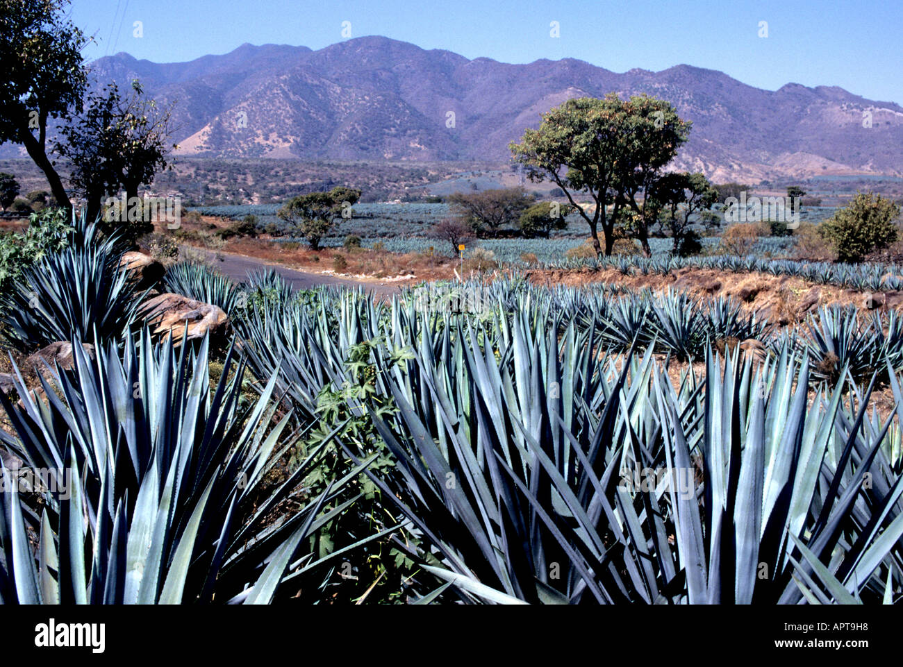 Mexico Tequilla Cactus Agave Distillery Farmers Stock Photo - Alamy