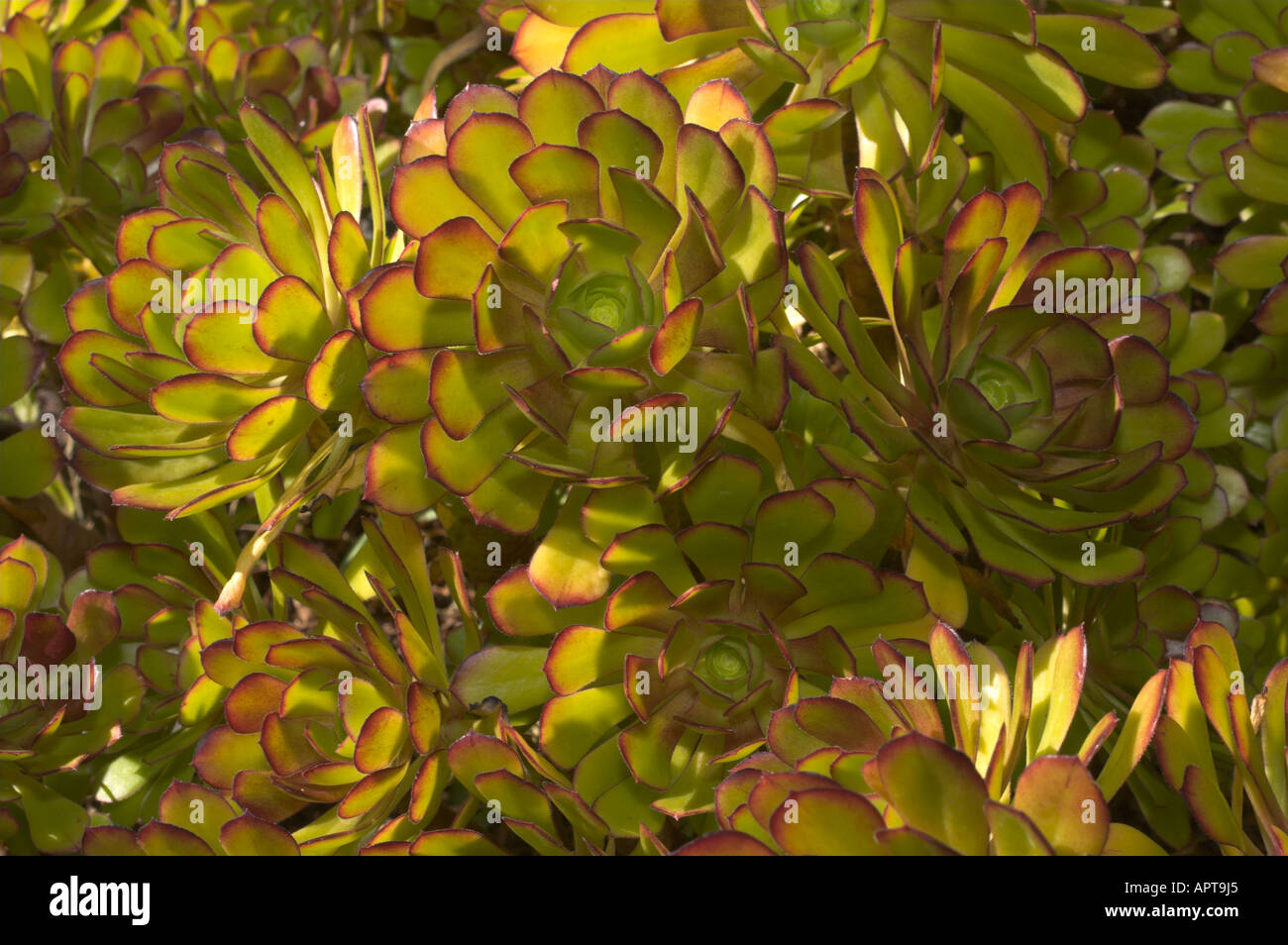 Tree Houseleek (Aeonium arboreum), Funchal, Madeira, Portugal Stock ...