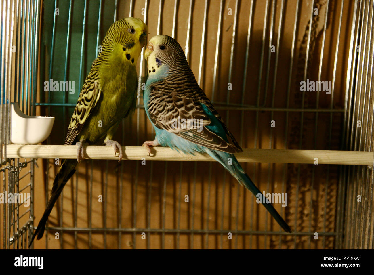 Parrots in dock Stock Photo - Alamy
