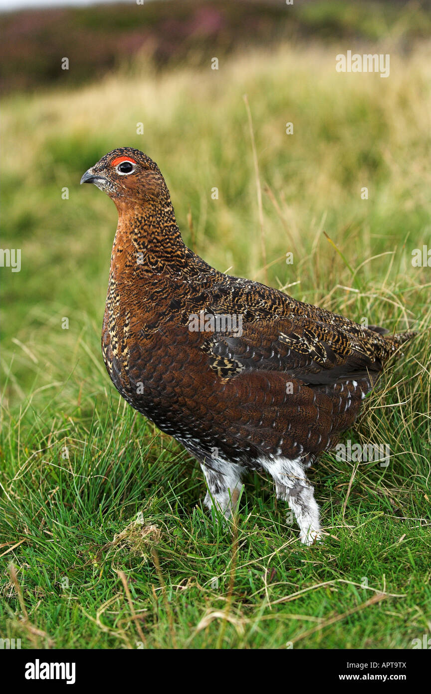 Red grouse male in august hi-res stock photography and images - Alamy