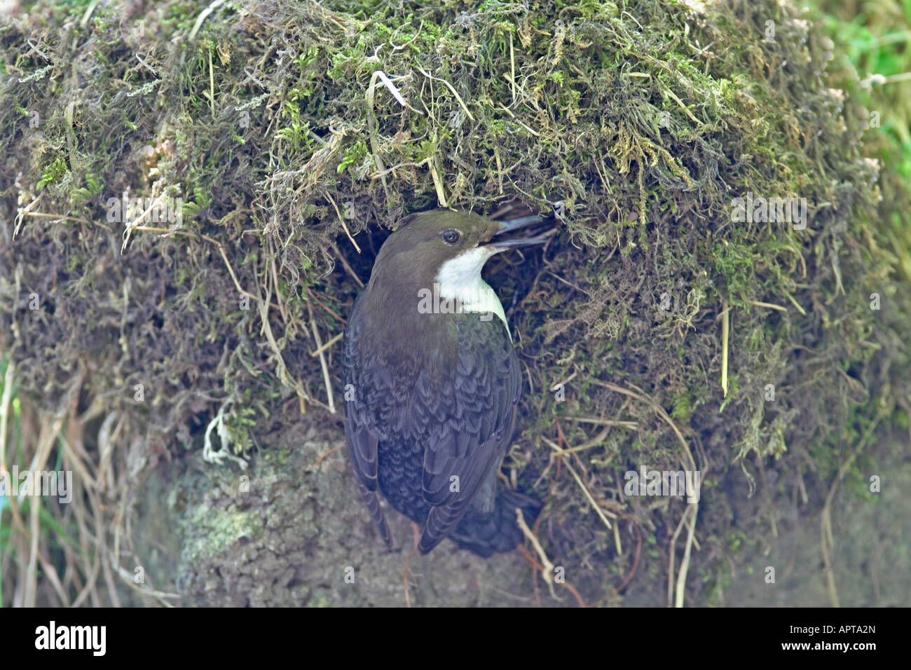 DIPPER CINCLUS CINCLUS AT NEST SIDE VIEW Stock Photo - Alamy