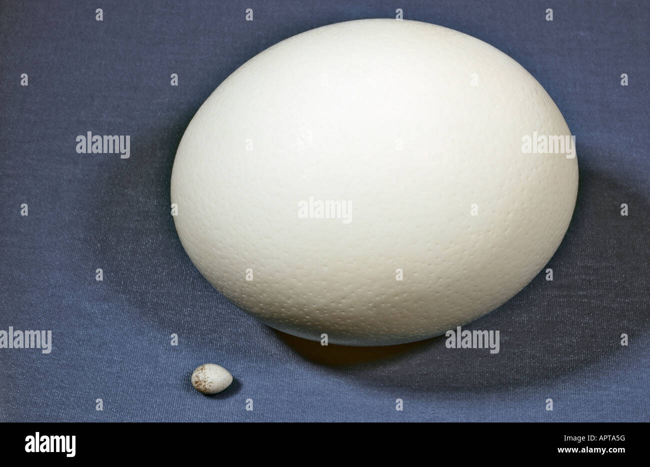Hummingbird Egg Size Comparison