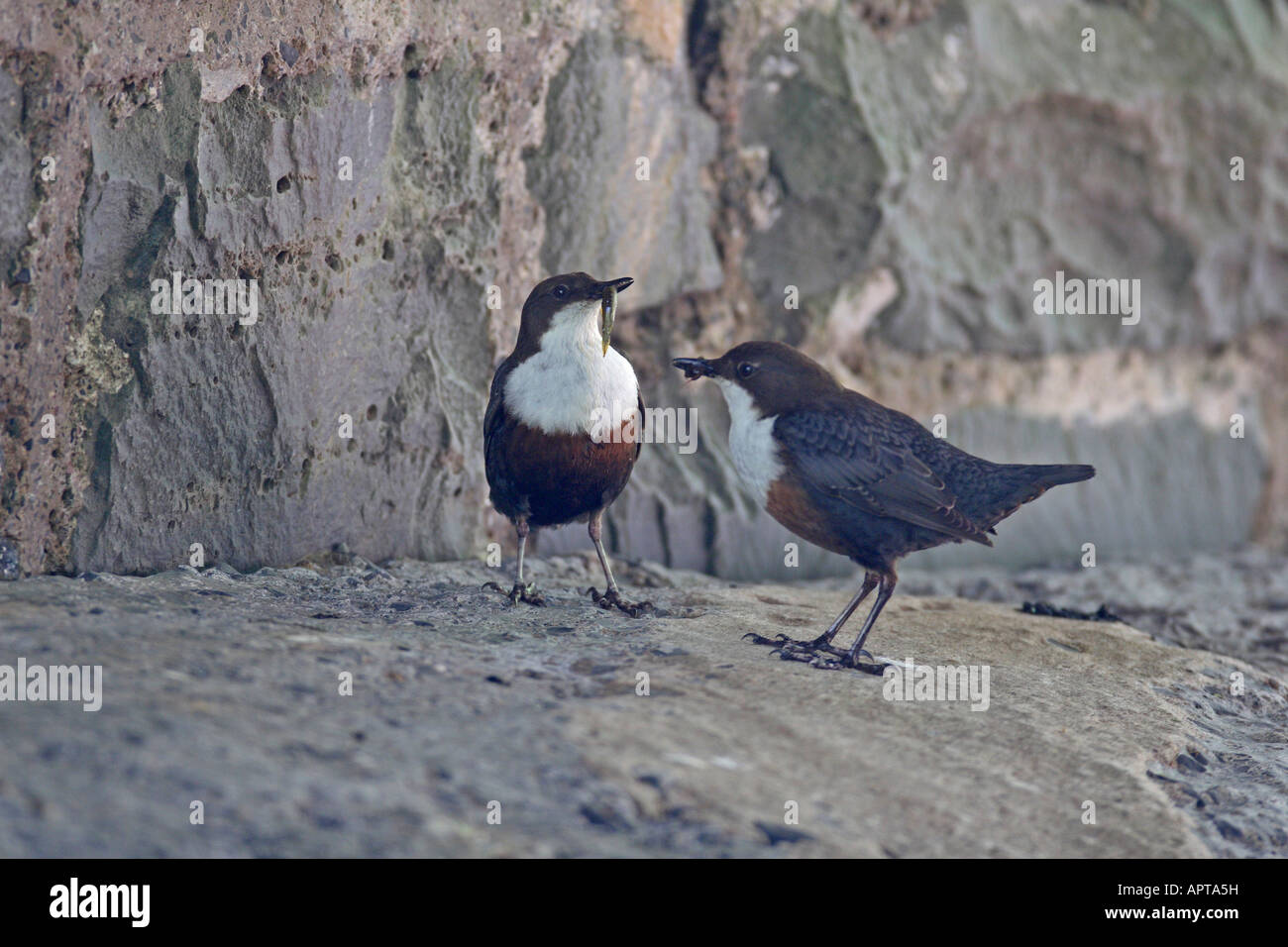Dipper bridge hi-res stock photography and images - Alamy