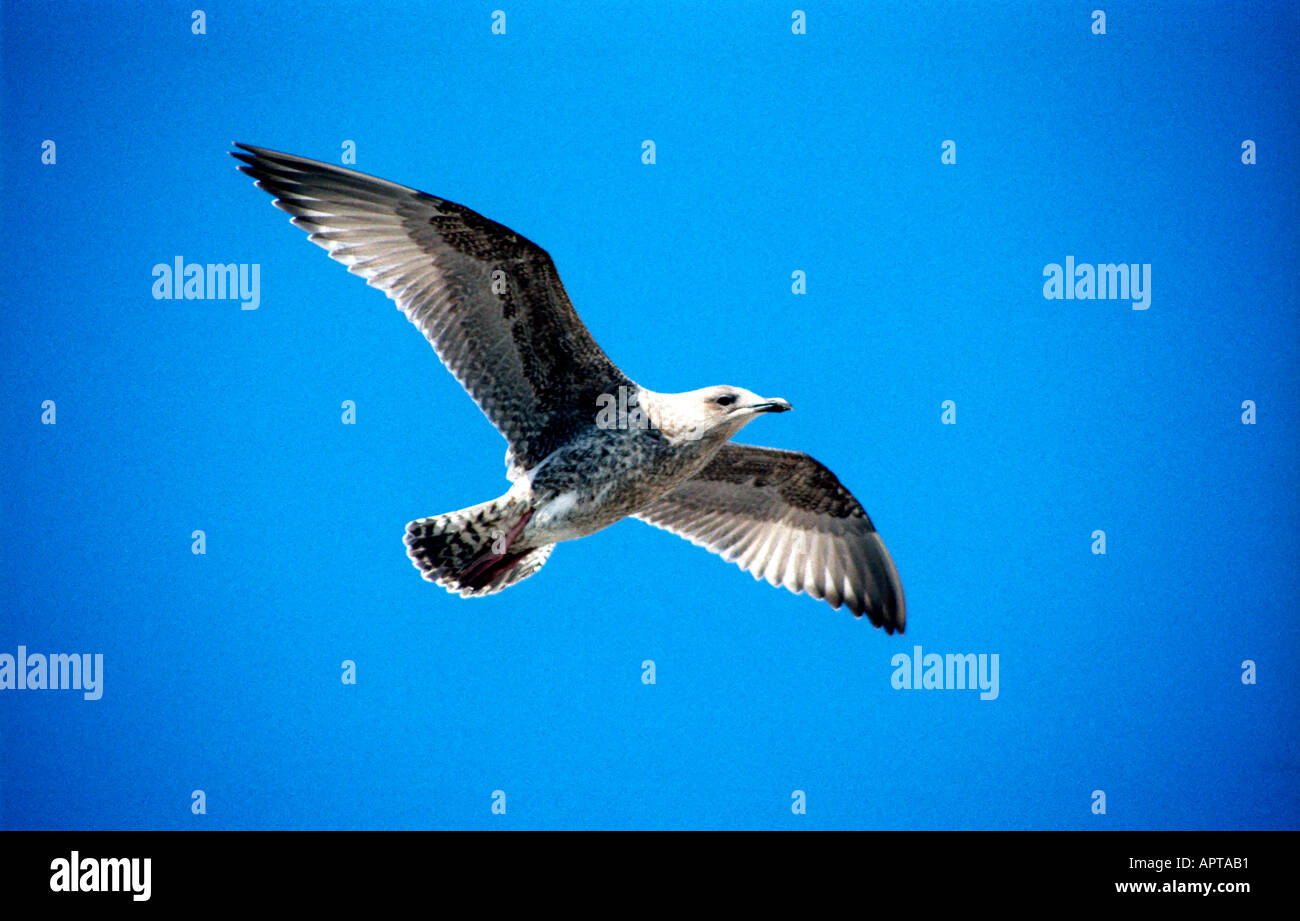 Seagull in flight Stock Photo - Alamy