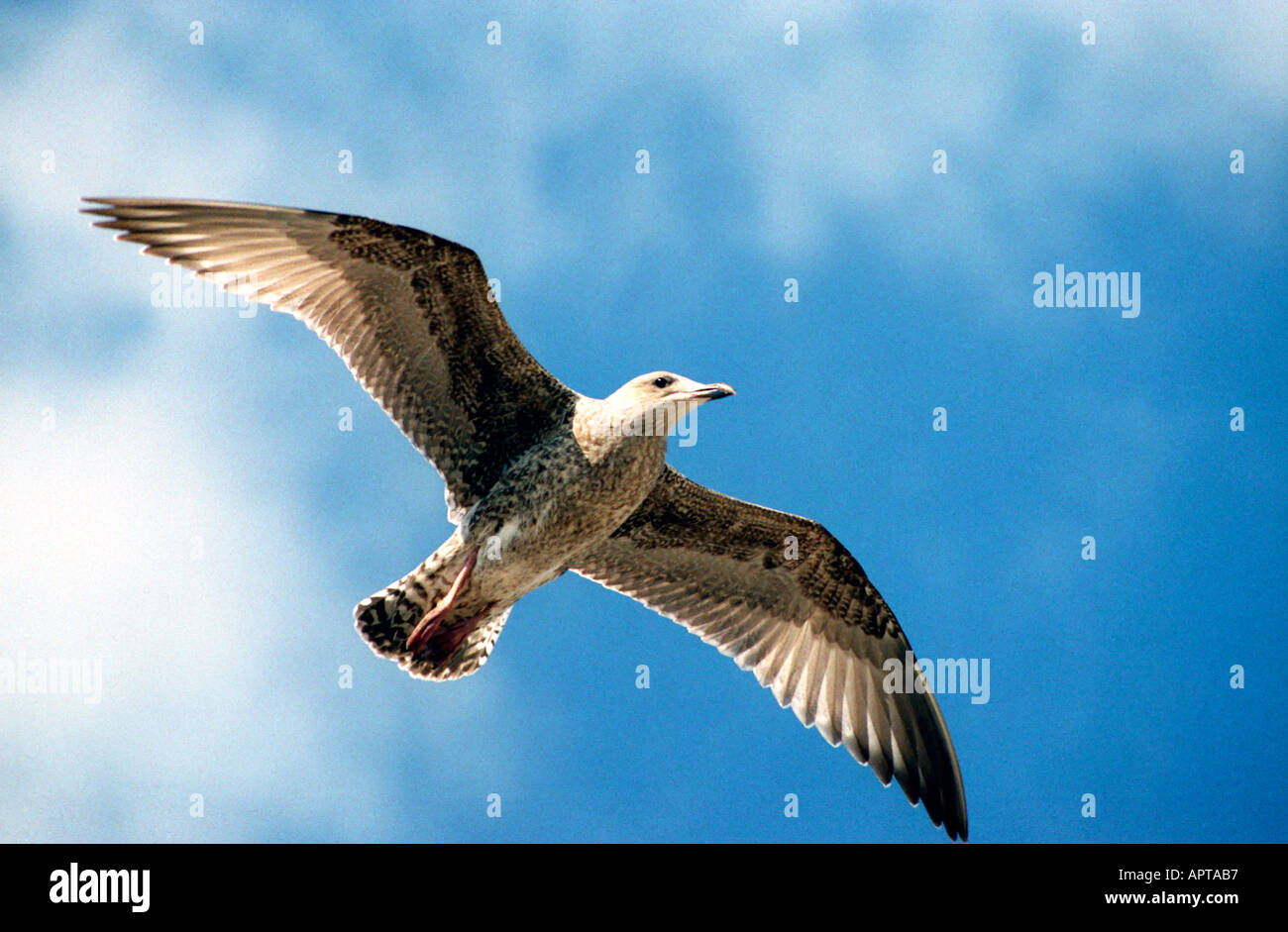 Seagull in flight Stock Photo - Alamy