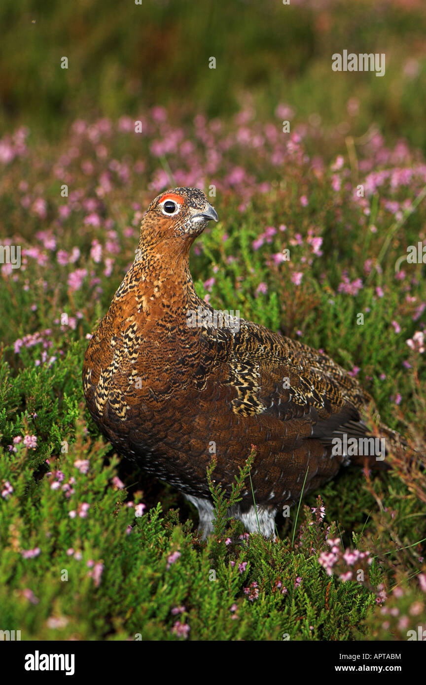 Red Grouse on Heather in flower Lagorus lagopus Stock Photo - Alamy