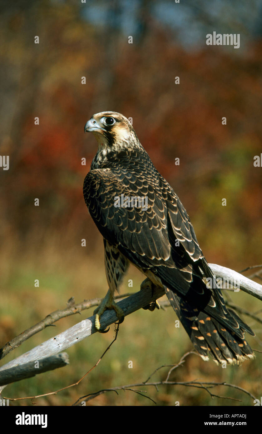 Peregrine Falcon Falco peregrinus Stock Photo - Alamy