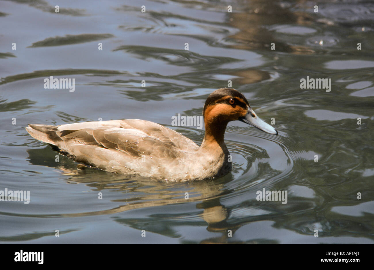 Philippine duck hi-res stock photography and images - Alamy