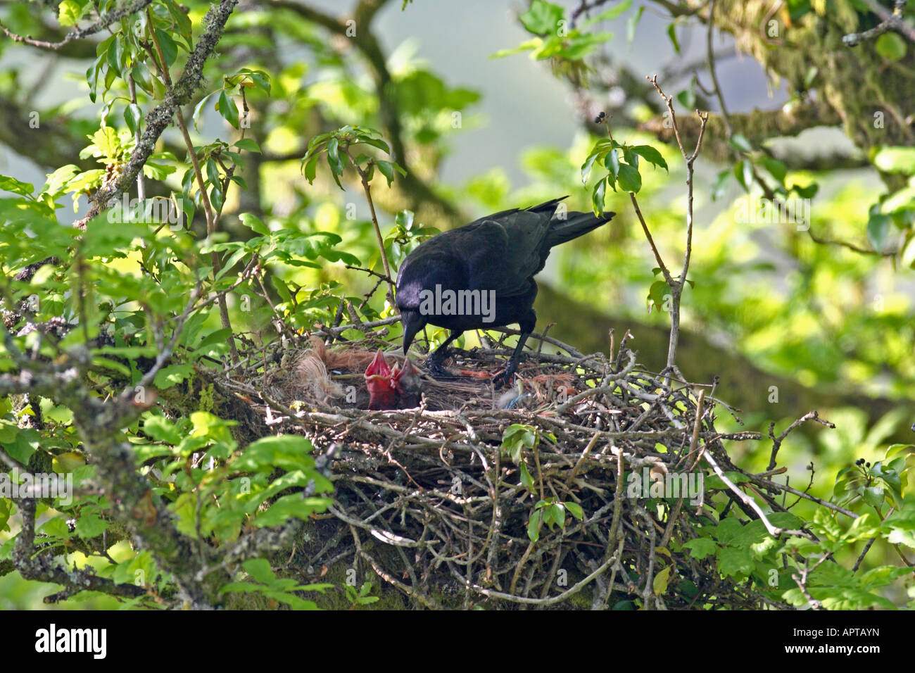 Carrion crow nest hi-res stock photography and images - Alamy