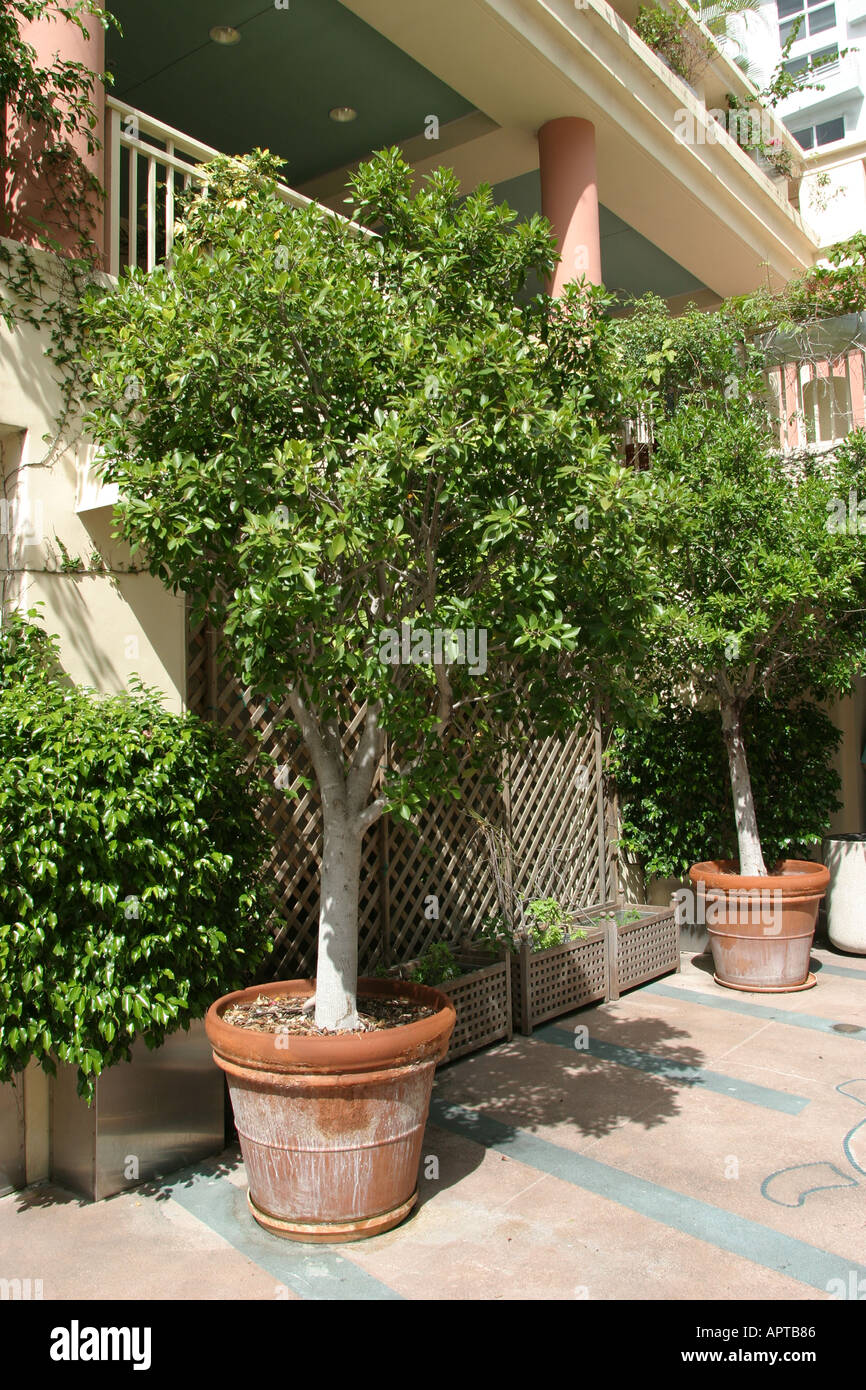 Miami Beach Florida,South Beach,Ocean Drive,ficus tree trees,wood,plant ...