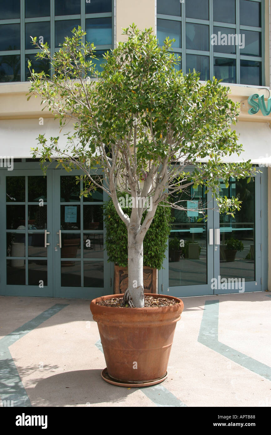 Miami Beach Florida,South Beach,Ocean Drive,ficus tree trees,wood,plant ...