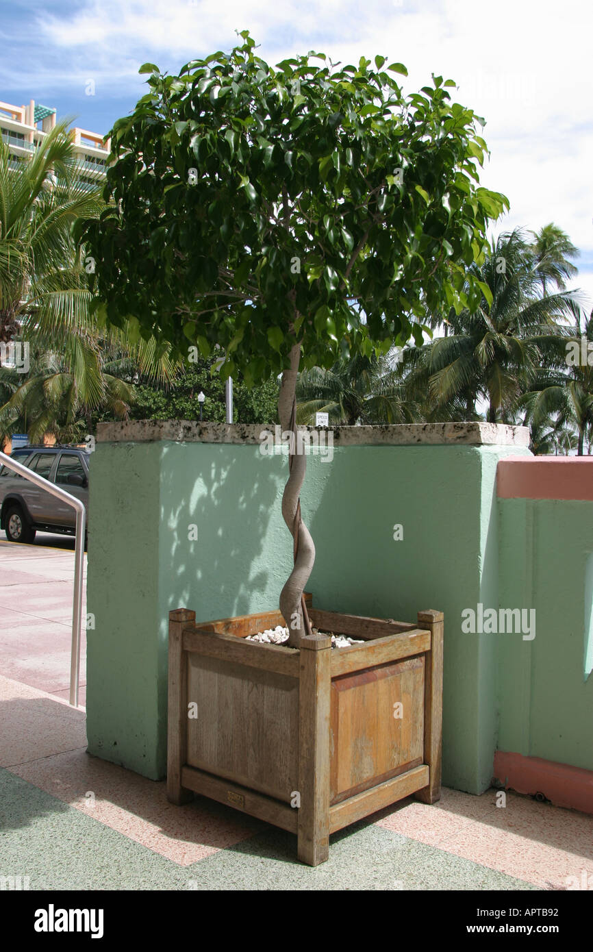 Potted ficus tree trees hi-res stock photography and images - Alamy