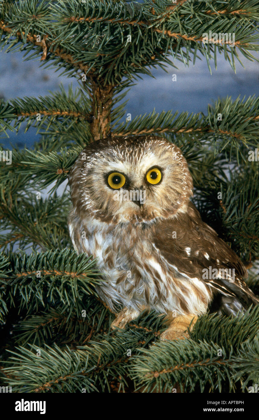 Saw Whet Owl Aegolius acadicus Stock Photo - Alamy