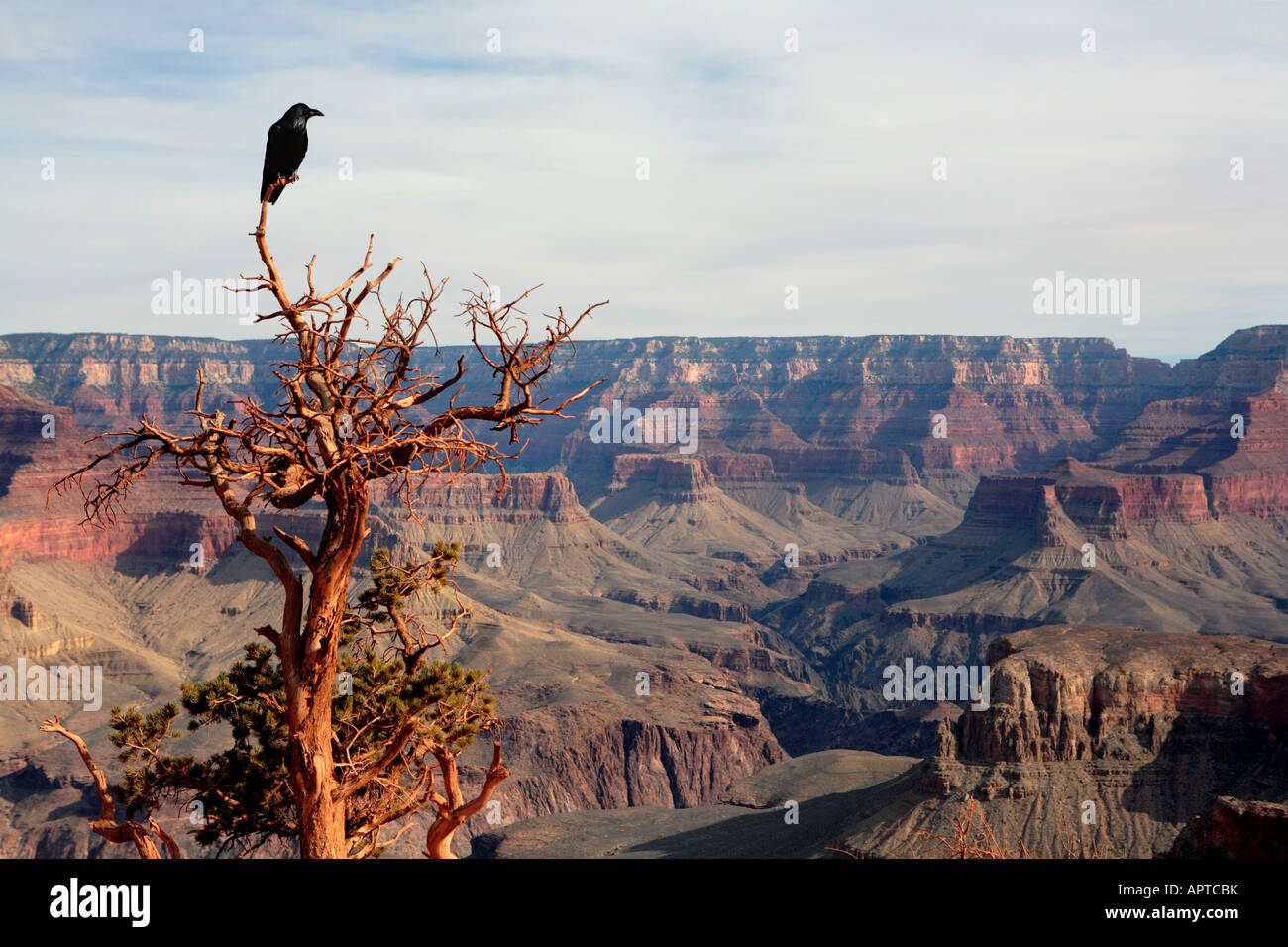 RAVEN SITTING ON A PINE TREE AT CEDAR RIDGE PLACE ON SOUTH KAIBAB TRAIL ...