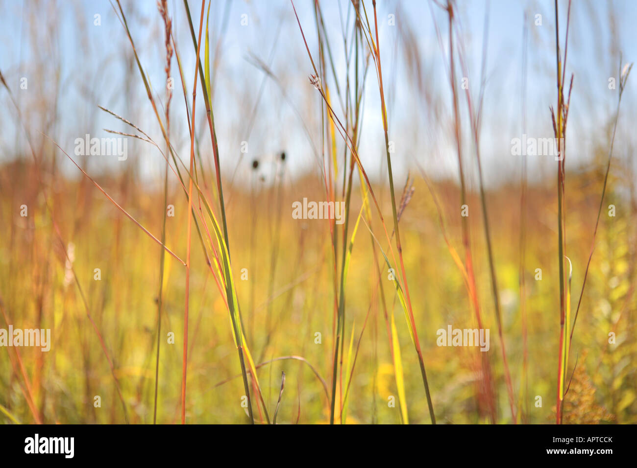 Tall grasses in the prairies hi-res stock photography and images - Alamy