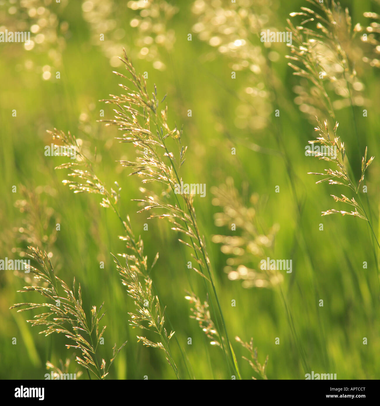 Prairie Grass In Late Spring In Midewin National Tallgrass Prairie In Wilmington Illinois Usa