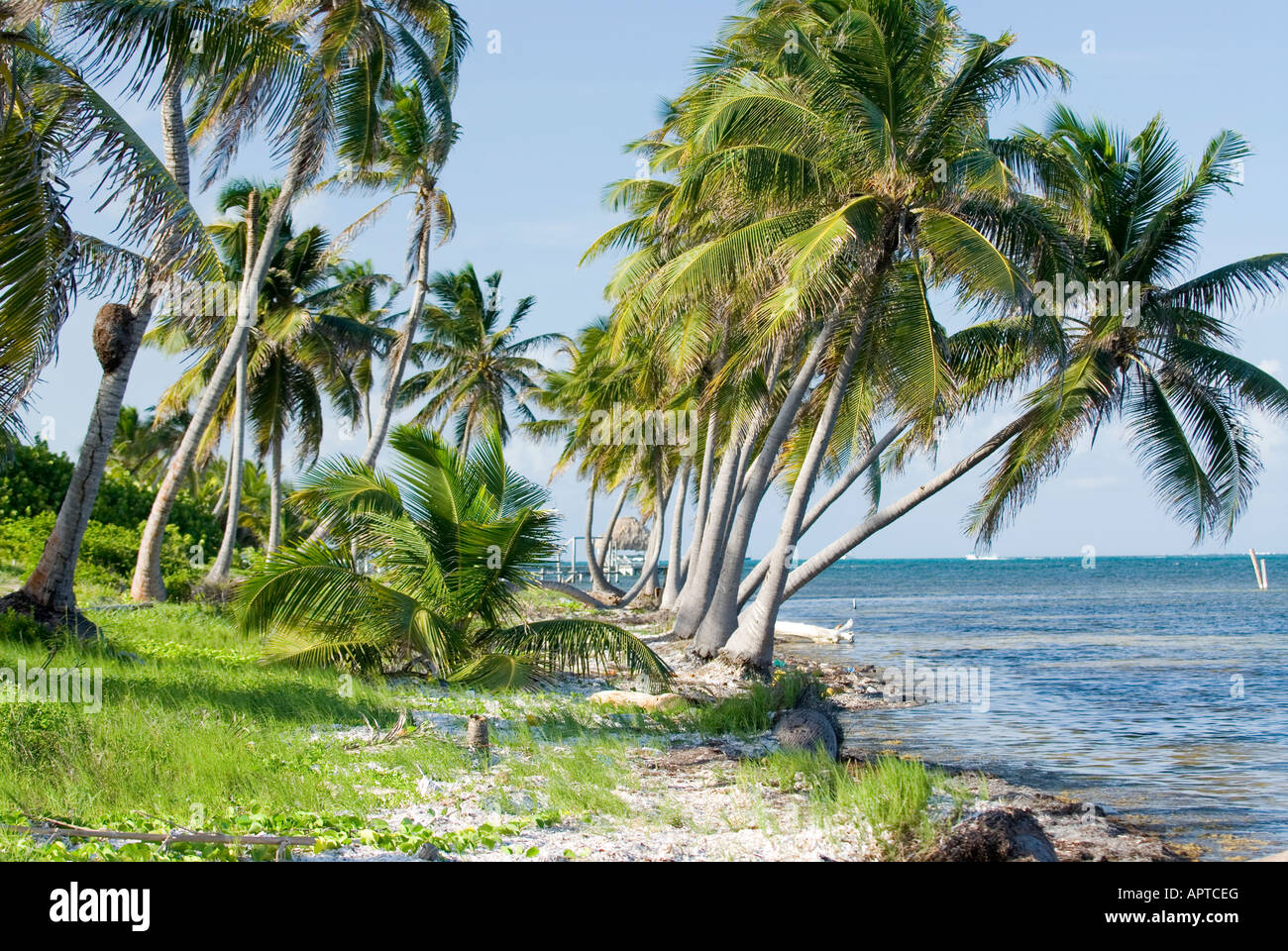 beach in belize Stock Photo - Alamy