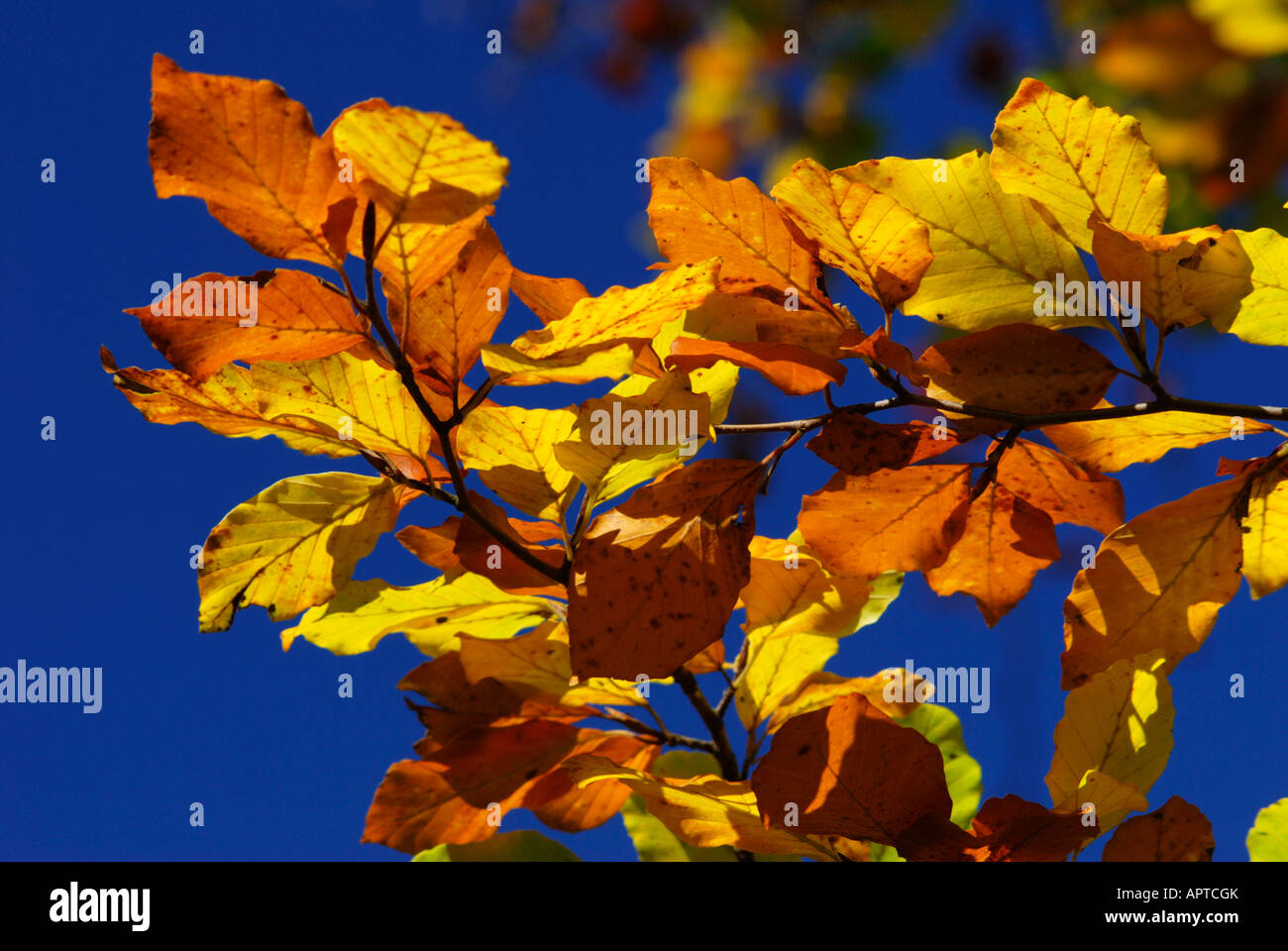 autumn leaves colour fall trees Stock Photo - Alamy