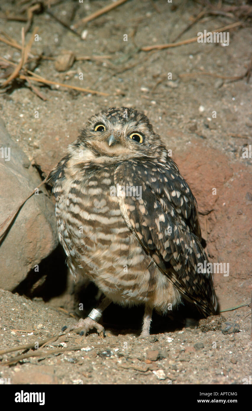 Burrowing Owl at Nest (Athene cunicularia Stock Photo - Alamy