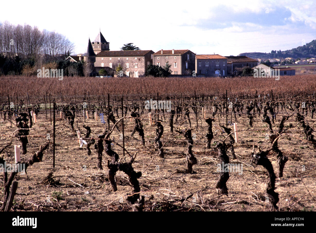 Languedoc vines wine agriculture viniculture vineyard hi-res stock ...
