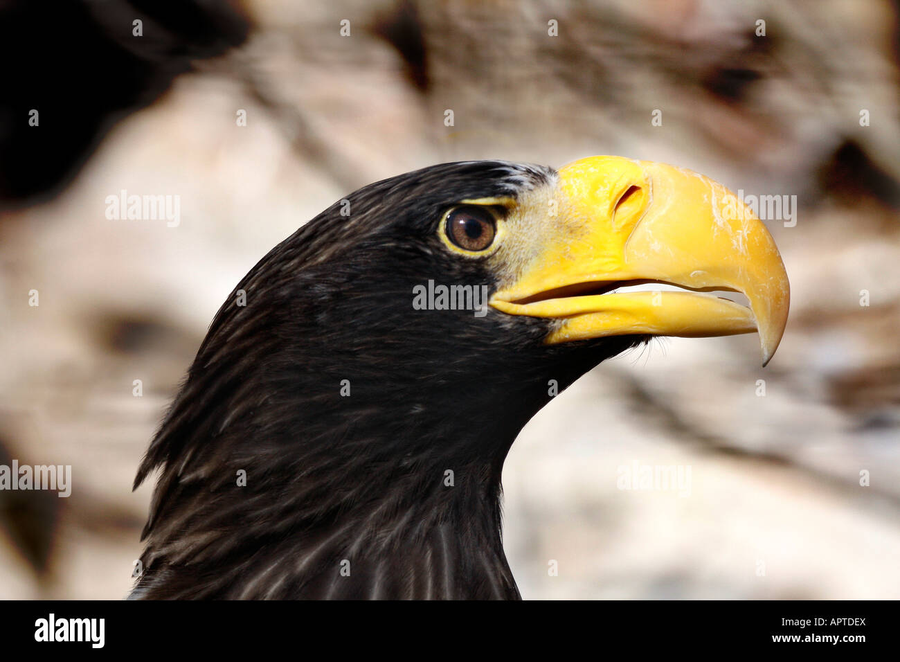 Stellers seaeagle hi-res stock photography and images - Alamy